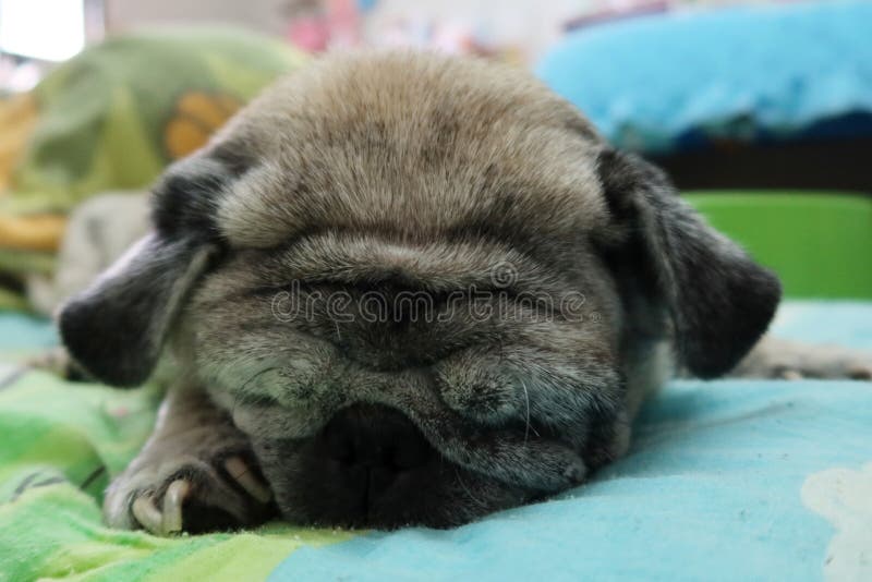 Fat Pug Dog Sleeping on the Bed Stock Photo - Image of skin, organ ...