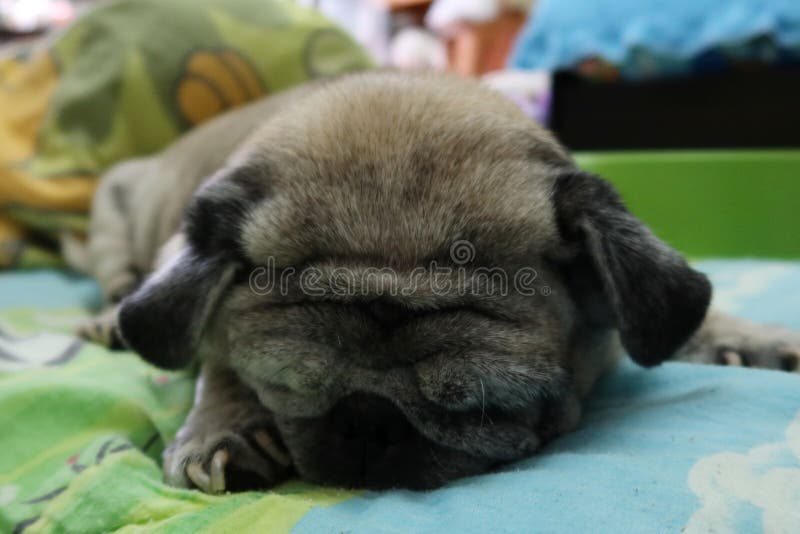 Fat Pug Dog Sleeping on the Bed Stock Image - Image of carnivore, nose ...