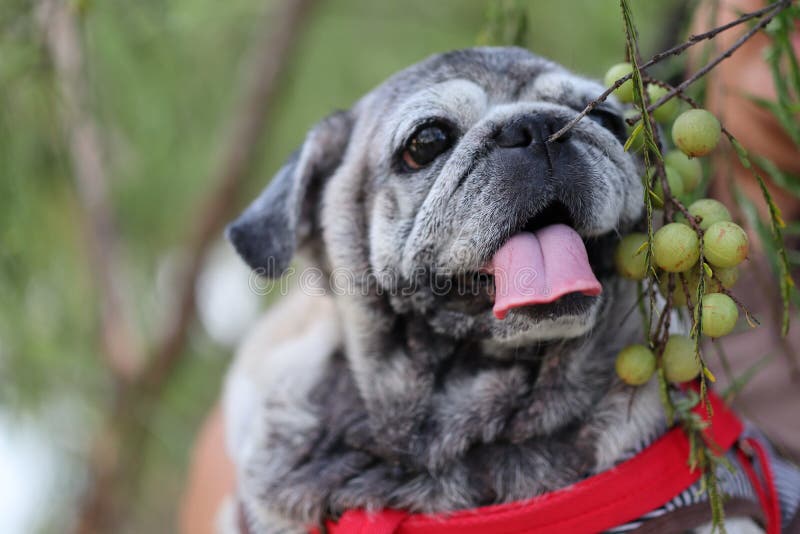 Fat Pug Sitting Outdoors Smiling Happily. Stock Photo - Image of ...