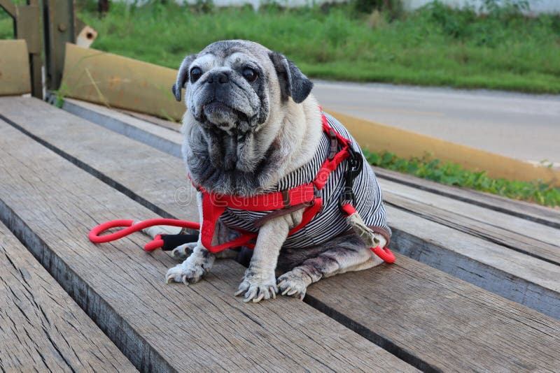 Fat Pug Sitting Outdoors Smiling Happily. Stock Image - Image of puppy ...