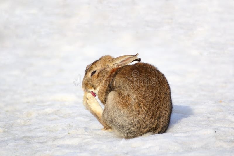 Fat rabbit stock image. Image of beautiful, bunny, cold - 29153871