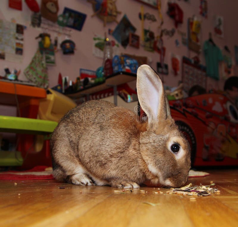 Fat Rabbit Home. Fat Rabbit on the Parquet Floor in the Nursery Stock ...