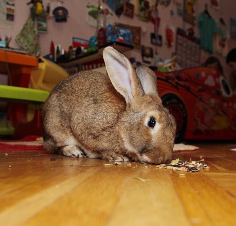 986 Fat Rabbit Stock Photos - Free & Royalty-Free Stock Photos from ...