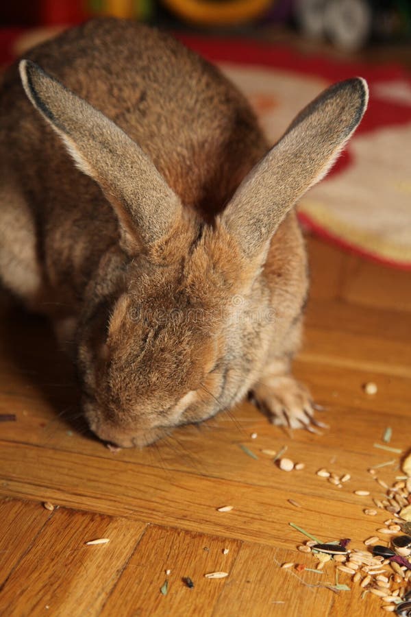 Fat Rabbit Home. Fat Rabbit on the Parquet Floor in the Nursery Stock ...
