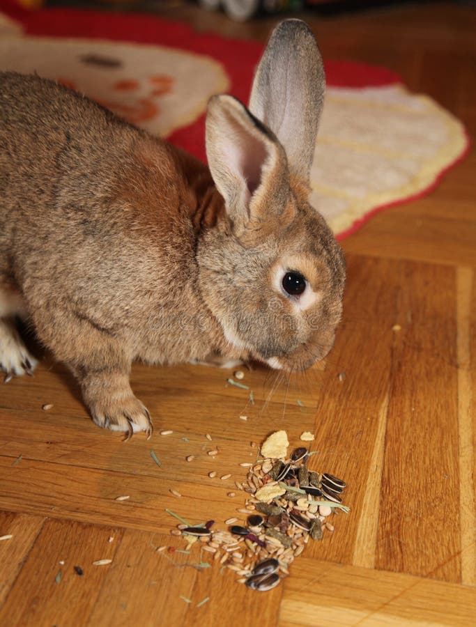 Fat Rabbit Home. Fat Rabbit on the Parquet Floor in the Nursery Stock ...