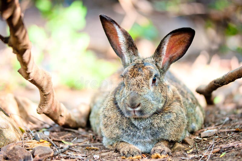 Fat Rabbit is Resting on the Ground in the Shade of Trees Stock Photo ...