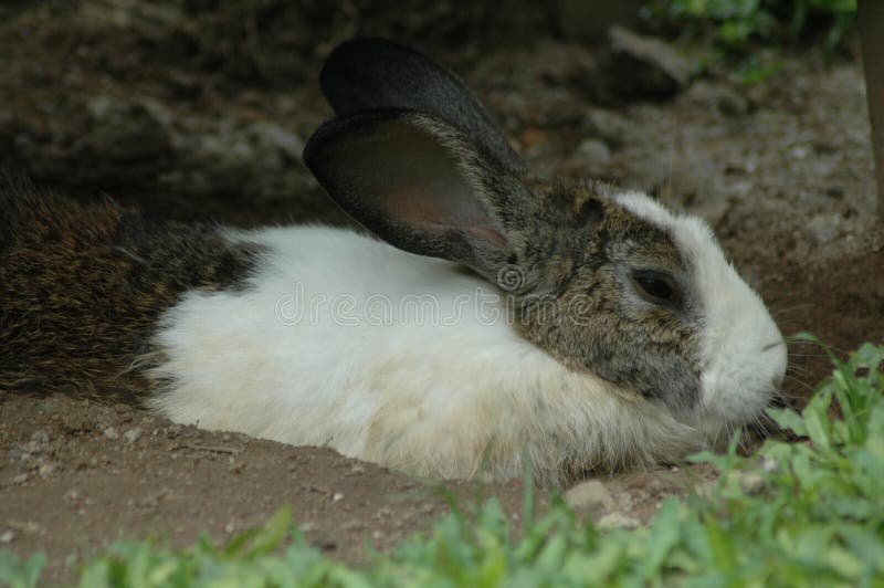 The fat rabbit stock photo. Image of feather, bright - 84167768