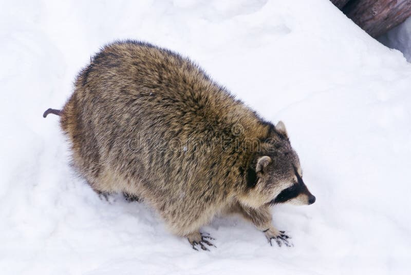 Fat racoon stock image. Image of closeup, white, single - 21812625