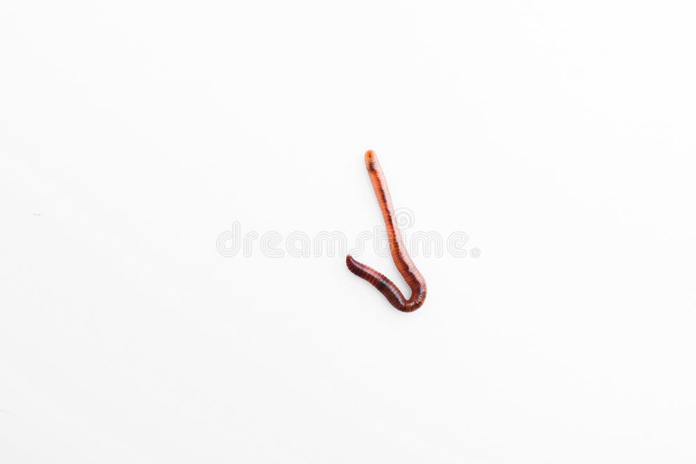 Fat rainworm on white stock photo. Image of farm, studio - 197047066