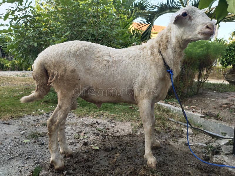 Fat Ram for Sacrifice on Eid Al-Adha Stock Image - Image of stallion ...