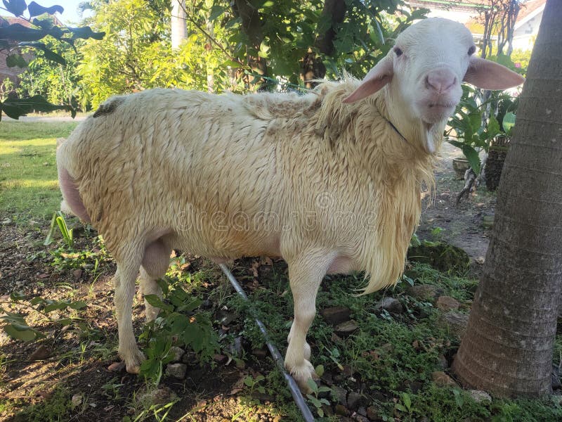 Fat Ram Sacrificed on Eid Al-Adha Stock Photo - Image of pasture, sheep ...