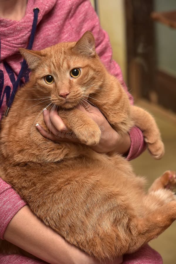 Fat red cat in arms stock photo. Image of cute, female - 177000066