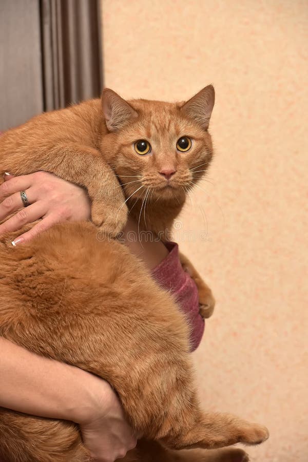 Fat red cat in arms stock image. Image of animal, domestic - 177000181