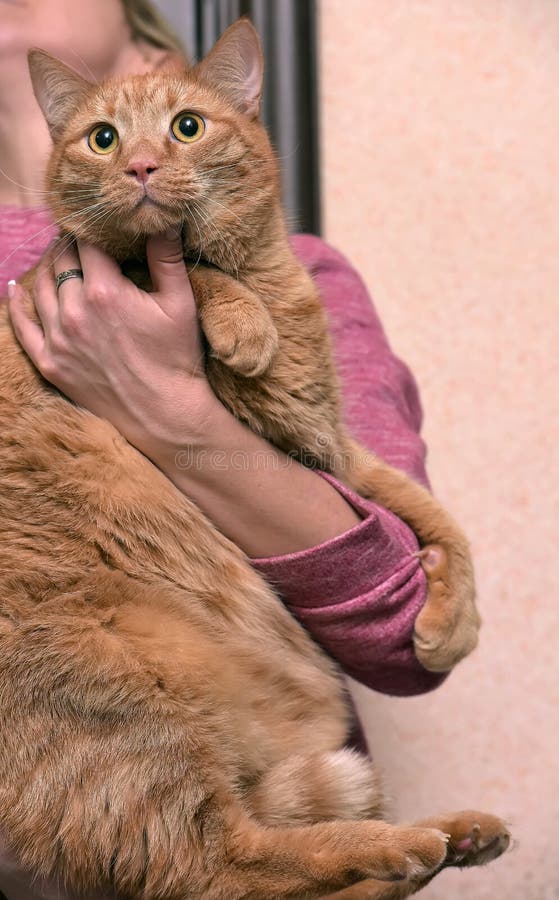 Fat red cat in arms stock photo. Image of animal, girl - 177000188