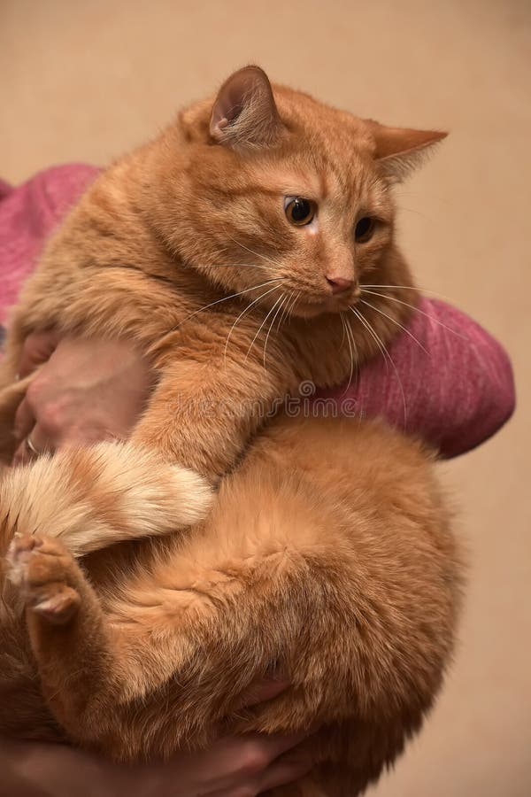 Fat red cat in arms stock photo. Image of face, beautiful - 177000260