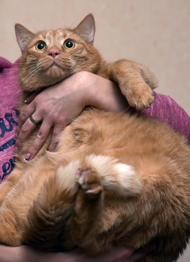Fat red cat in arms stock image. Image of adorable, breed - 177000383
