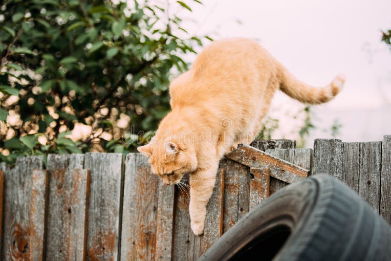 Fat Red Cat Climbs on Fence in Summer Evening Stock Photo - Image of ...