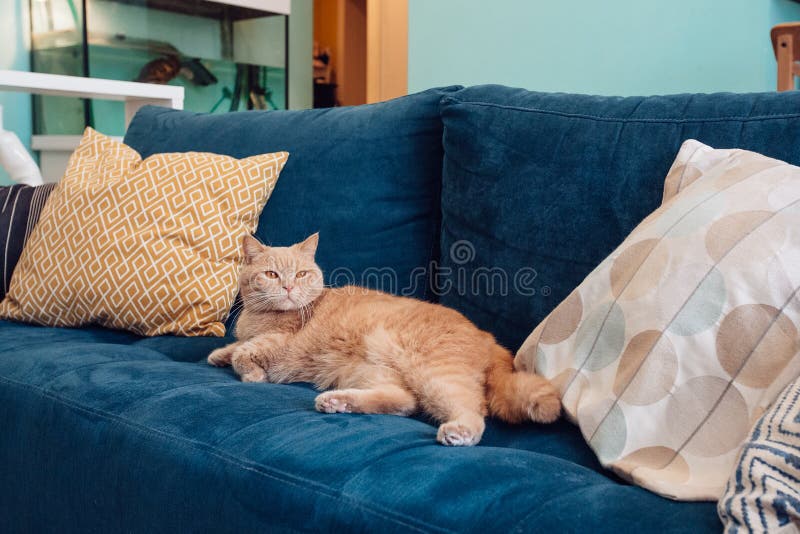 Fat Red Cat Lying on the Couch Stock Image - Image of room, relax ...