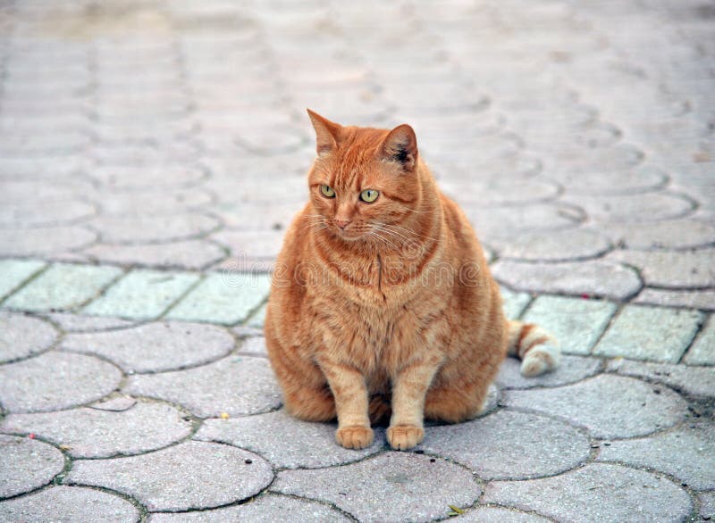 Fat red cat stock photo. Image of brown, domestic, looking - 204629954