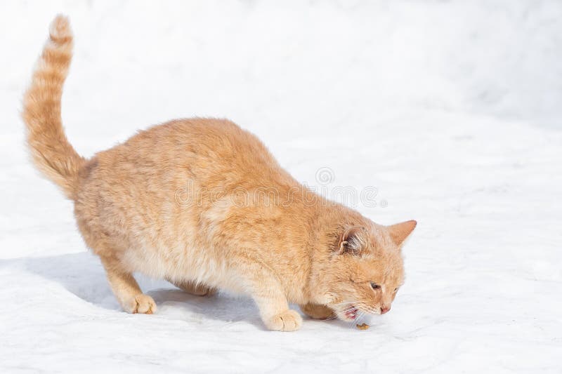 Beautiful Ginger Cat on Snow Background Stock Image - Image of pretty ...
