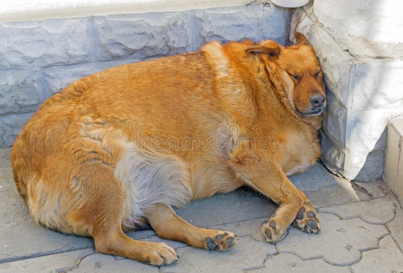 Fat Red Dog Sleeping on the Street Stock Image - Image of livestock ...