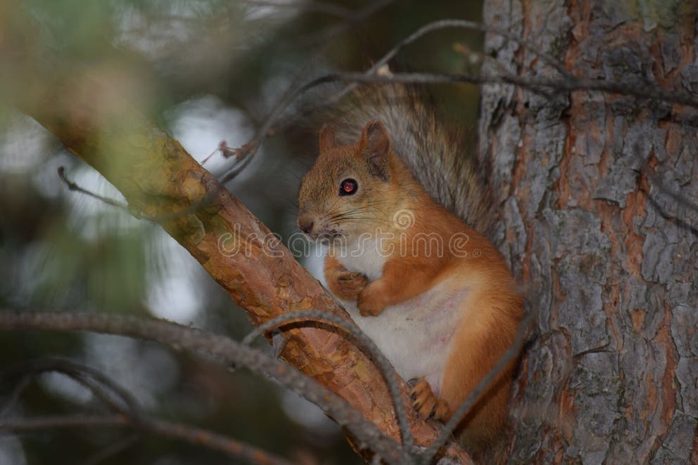 Fat Squirrel on a Pine Tree in the Forest Stock Photo - Image of cute ...