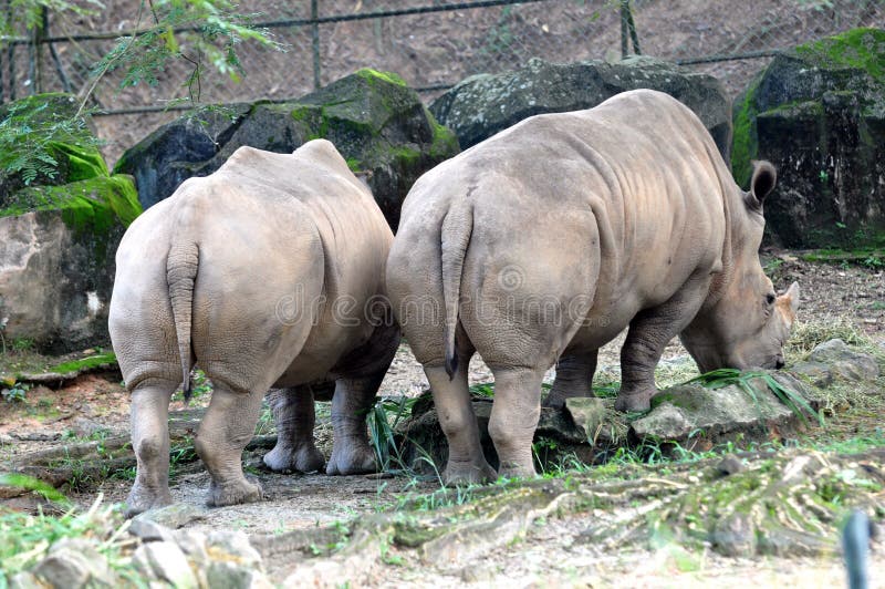 Fat rhino stock photo. Image of grey, rhino, wild, horn - 86309158