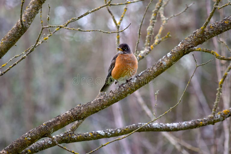 Flyer Robin Hood Stock Photos - Free & Royalty-Free Stock Photos from ...