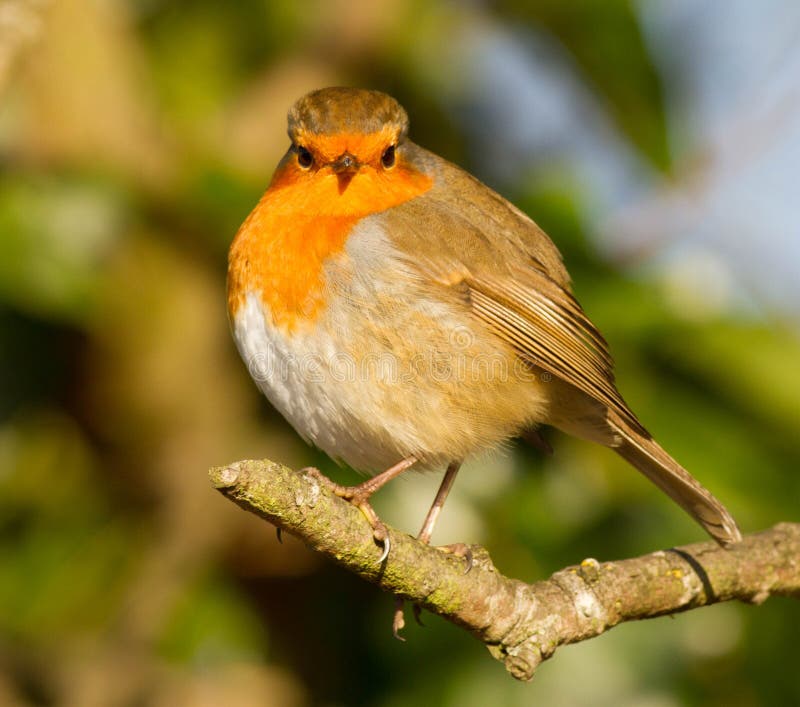 Fat Robin on branch. stock image. Image of garden, feather - 49181079