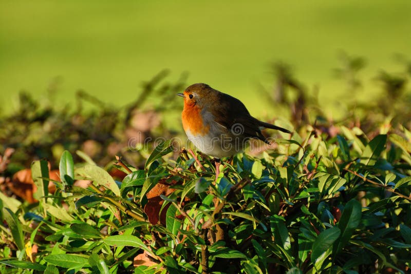 Fat robin in a hedgerow stock photo. Image of bird, redbreast - 83292486