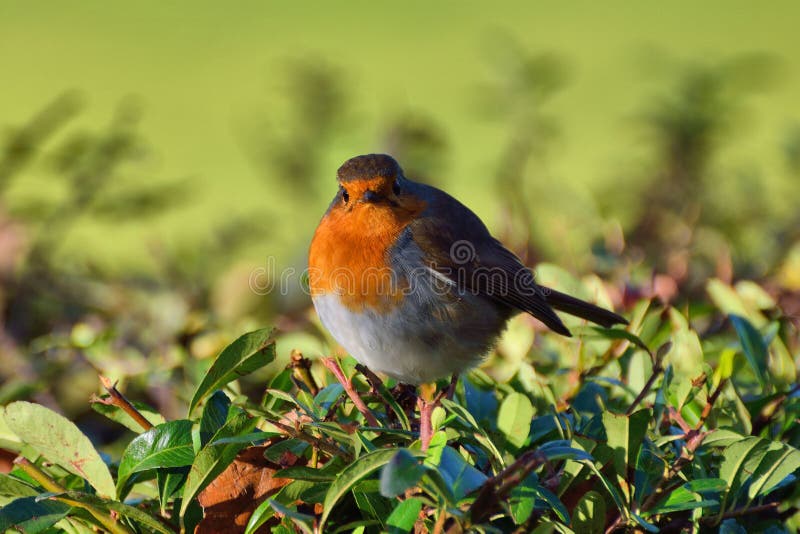 Fat robin in a hedgerow stock photo. Image of wildlife - 83292564