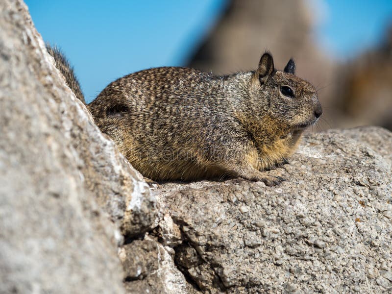 Fat Rock Squirrel Close Up stock photo. Image of wildlife - 215085872