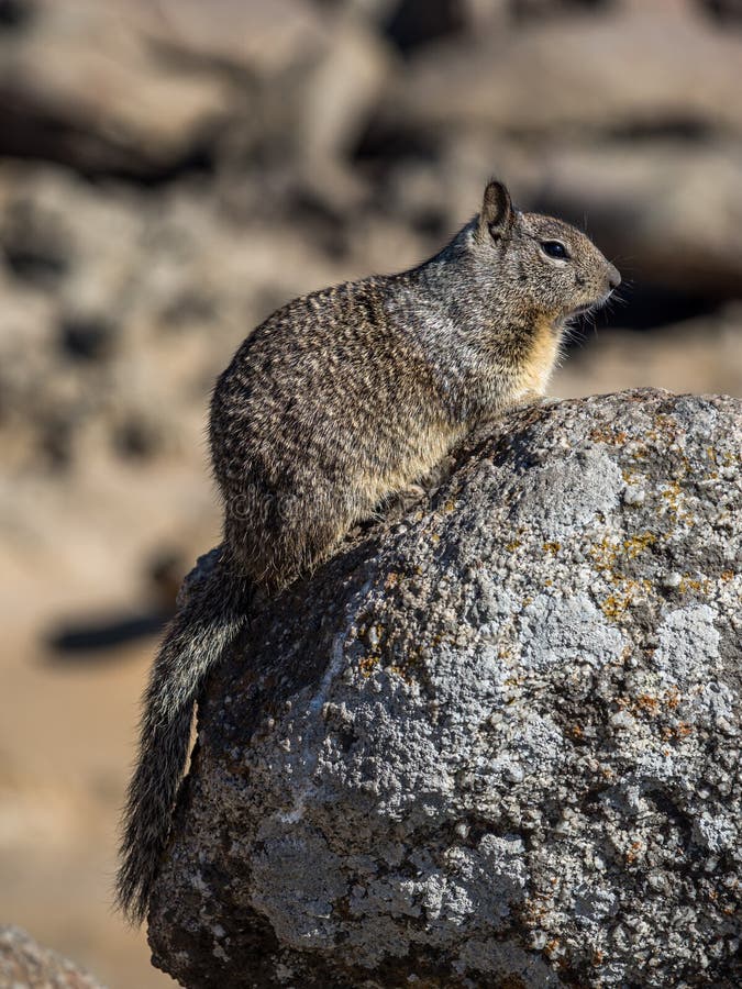 Fat Rock Squirrel Close Up stock image. Image of fauna - 215085881