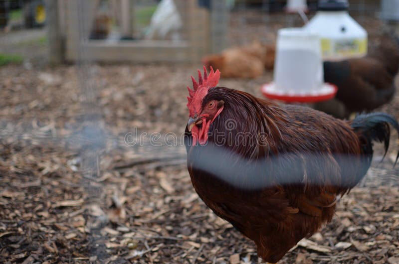 493 Fat Rooster Stock Photos - Free & Royalty-Free Stock Photos from ...