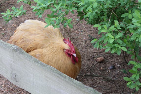 Fat Rooster stock photo. Image of cockerel, bird, colorful - 115573754