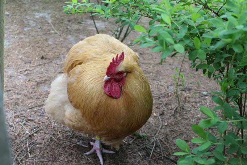 461 Rooster Fat Stock Photos - Free & Royalty-Free Stock Photos from ...