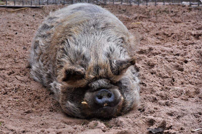 Fat and Round Kunekune Pig Resting on the Soil Ground Stock Image ...