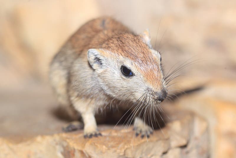 Fat sand rat stock photo. Image of obesus, sand, mammal - 28829942
