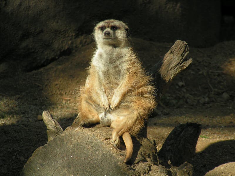 A Fat Meerkat stock photo. Image of beige, meerkat, standing - 27255558