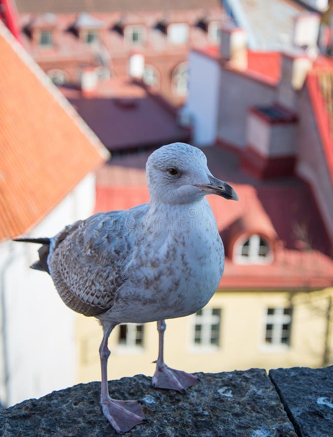 Cheeky Seagull Sits Fearlessly on the Ferry`s Railing , in Newcastle ...