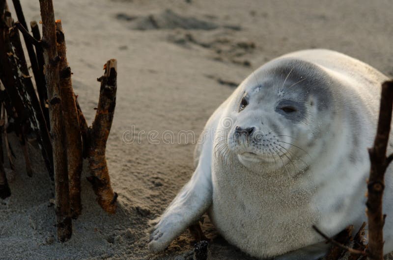 Grey Seal Pup stock photo. Image of gray, frost, mammal - 25137566
