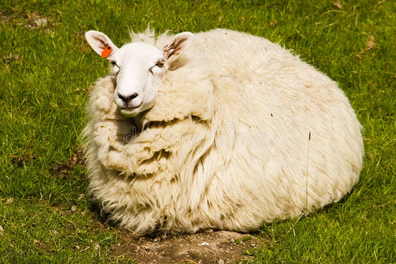 Fat Sheep stock image. Image of animals, grass, sheep - 3759333