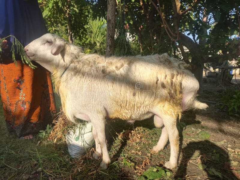 Fat sheep fed on grass stock image. Image of cattle - 376671007
