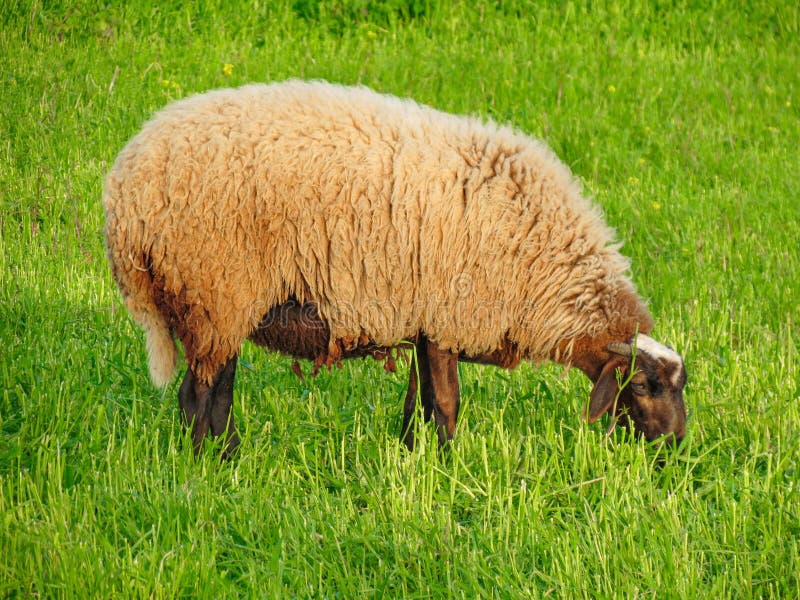 A Fat Sheep Grazes on a Meadow in the Grass Stock Image - Image of ...