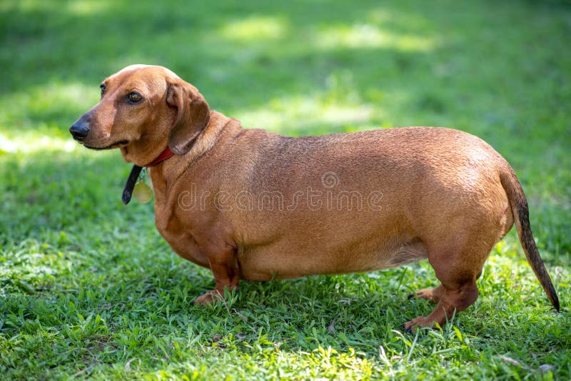 Fat Weiner Dogs