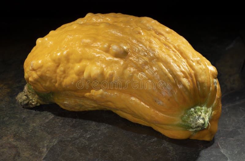 Fat Yellow Squash on a Brown Tile Stock Image - Image of bumpy, cooking ...