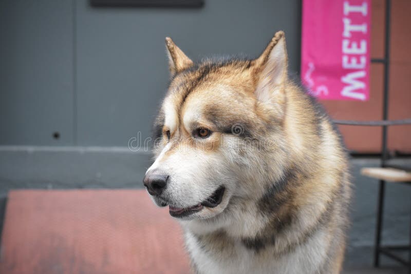 188 Fat Husky Stock Photos - Free & Royalty-Free Stock Photos from ...