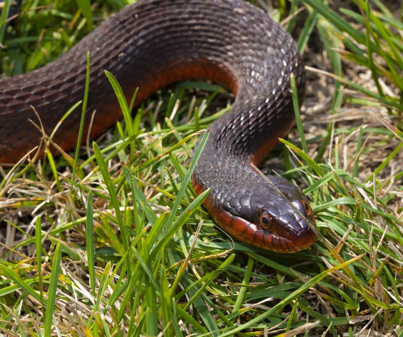 Fat snake in the grass stock image. Image of slither - 269106239
