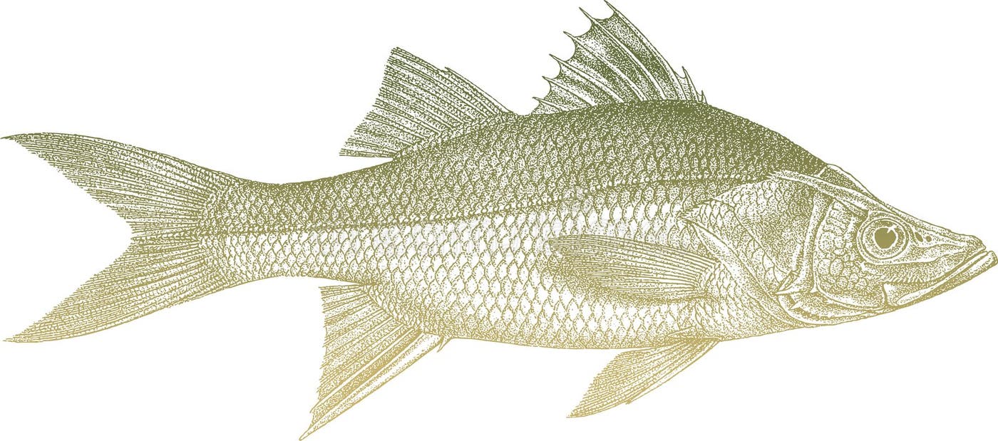 Centropomus Parallelus Stock Illustrations – 2 Centropomus Parallelus ...