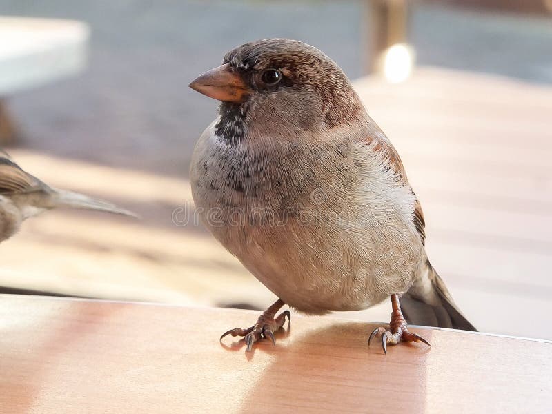 Fat Sparrow Sitting on a Table in a Fast Food Stock Photo - Image of ...